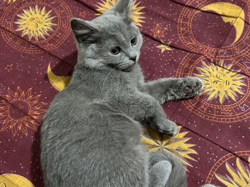 Котенок девочка