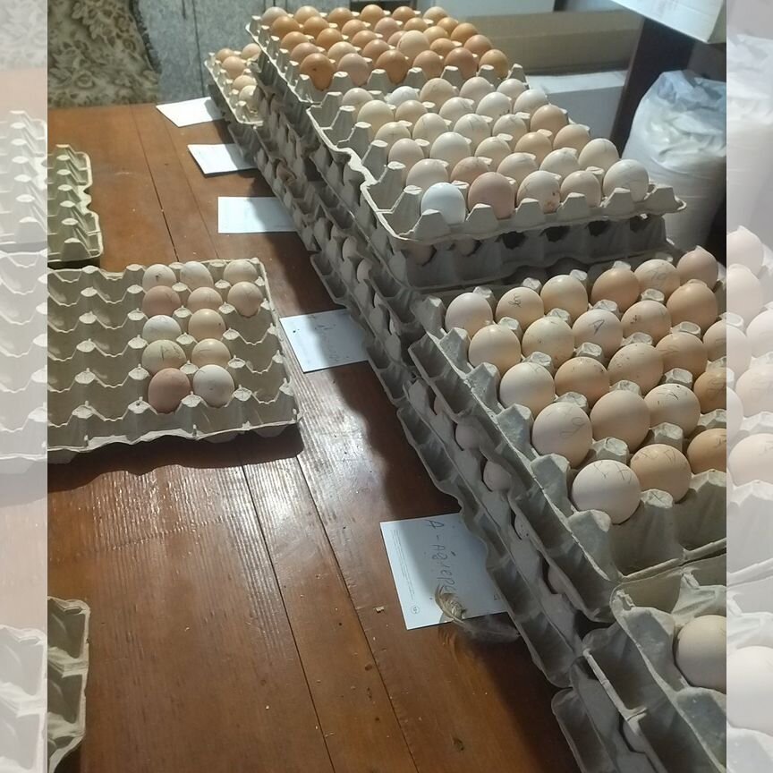 Инкубационное яйцо породистых кур