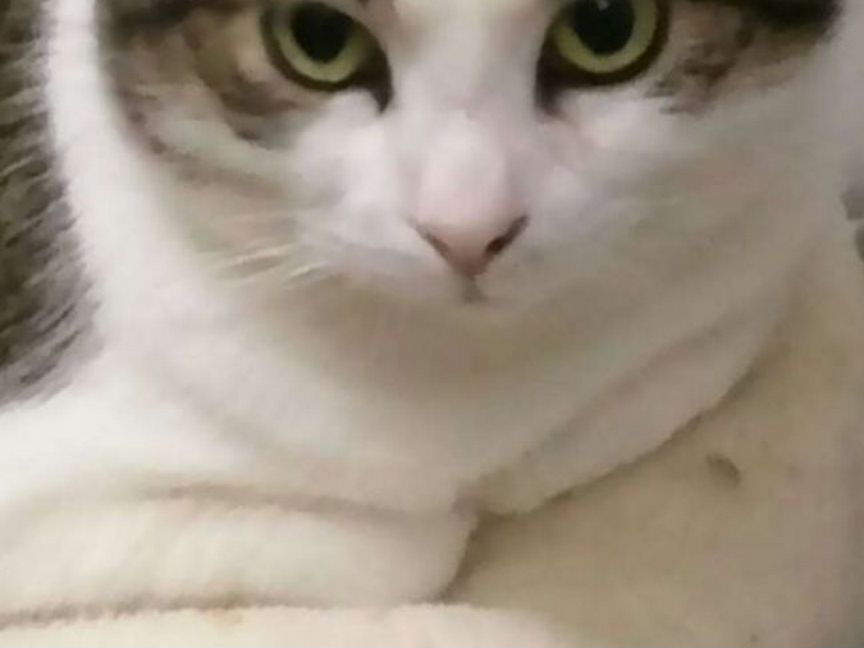 Дикие кошки