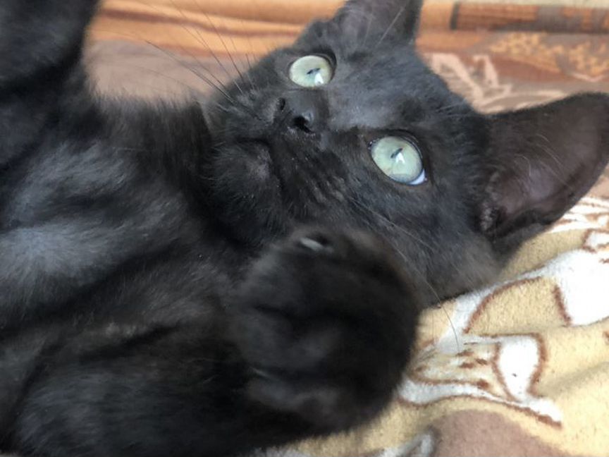 Котенок (мальчик) отдается в добрые руки