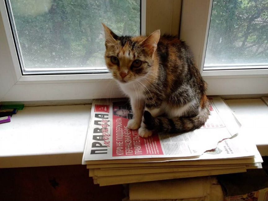 У кошки умер хозяин, некуда пойти, нужен дом