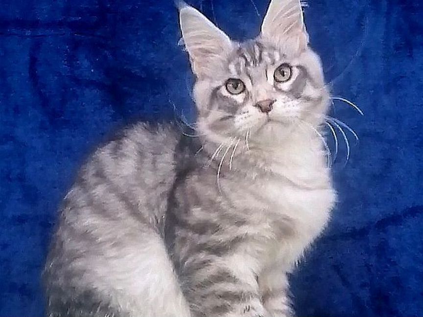 Котик Мейн-кун Захар