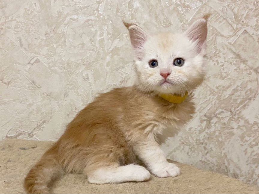 Мейн-кун котёнок-кошка кремовая