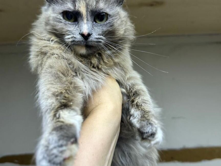 Ласковая Ласка киска из приюта в ожидании семьи