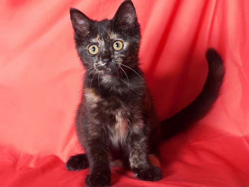 Котёнок кошечка- черепаховый панцирь