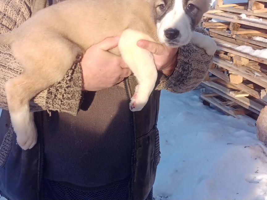 Среднеазиатская овчарка