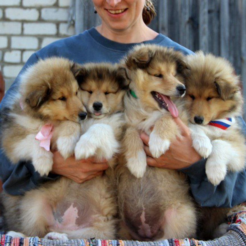 Колли щенки