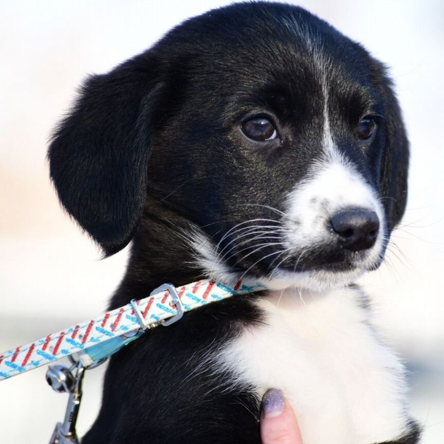 Щенок в добрые руки