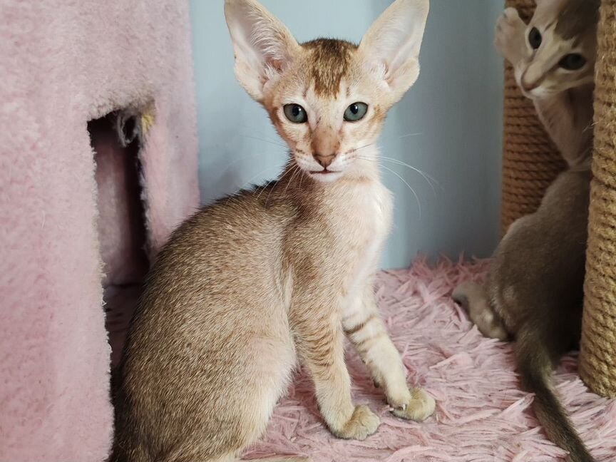 Ориентальная порода котят