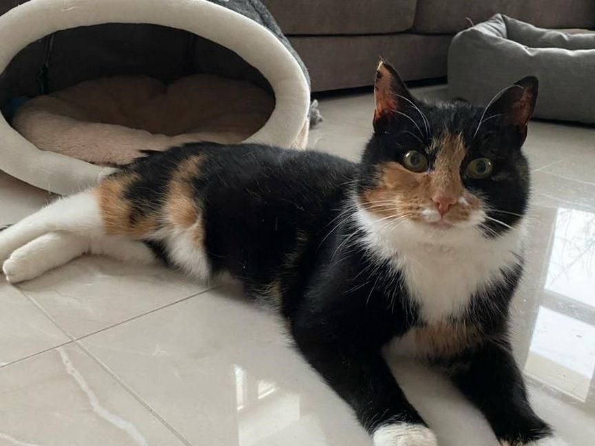 Сладкая кошечка 1.5 года