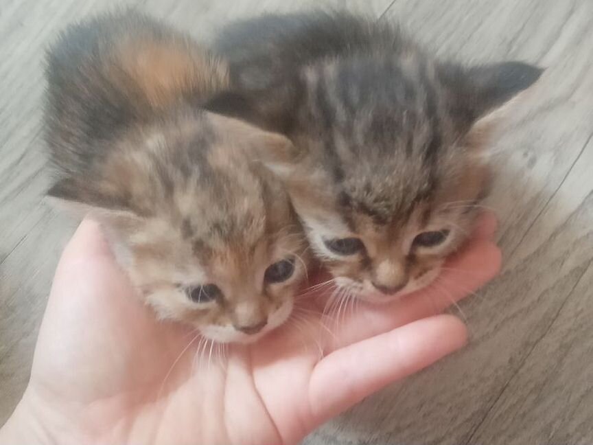 Котята в добрые руки