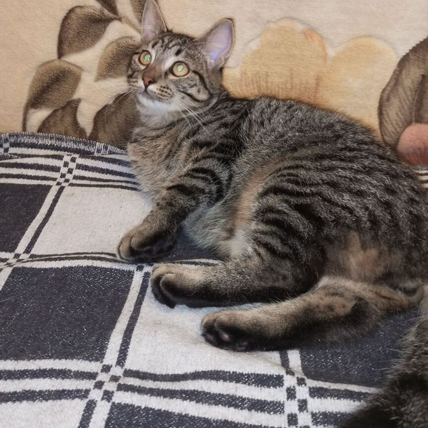 Котик, мальчик, подросток