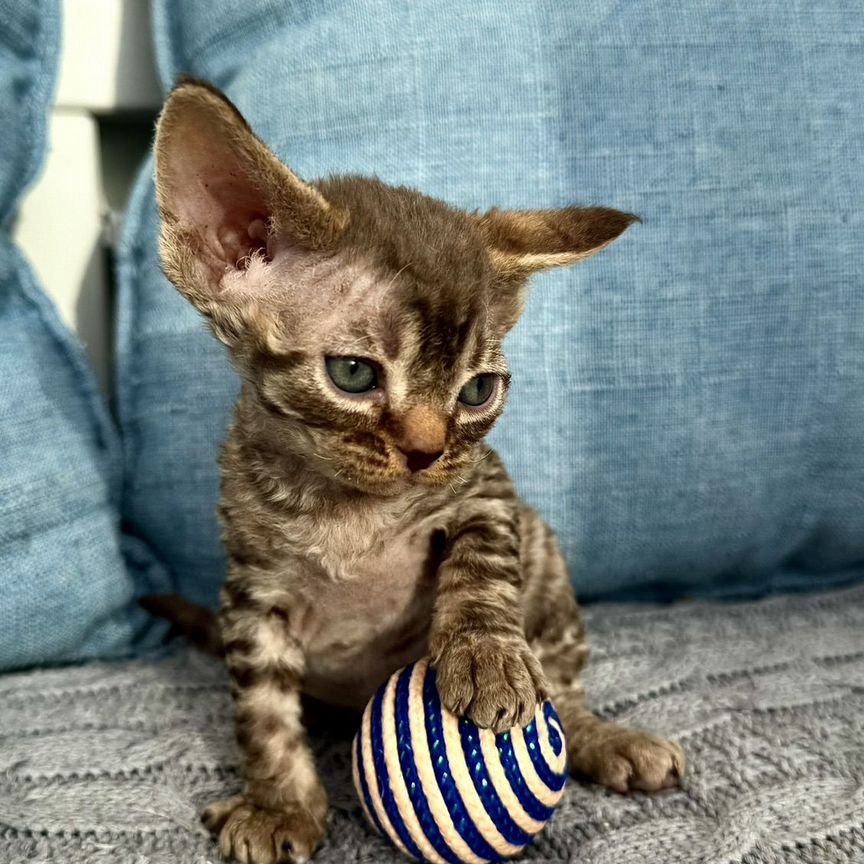 Котята девон-рекс