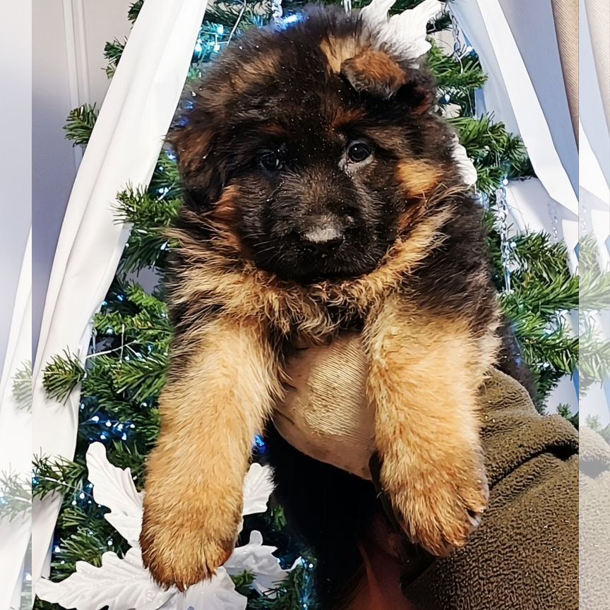 Немецкая овчарка, щенок