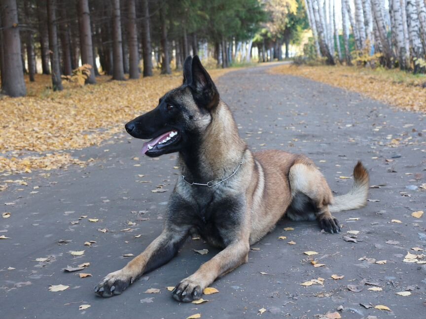 Бельгийская овчарка малинуа взрослая
