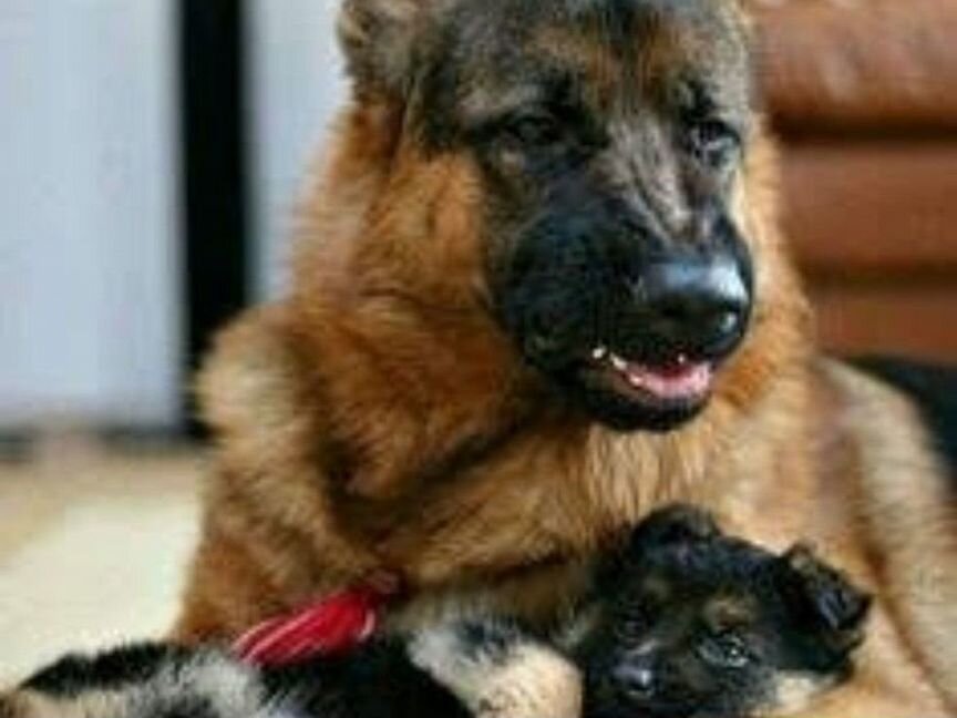 Немецкая овчарка- супер щенки