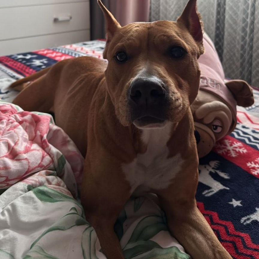 Американский стаффордширский терьер, взрослая собака