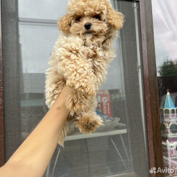 Мальтипу ф1 красавчик кудряшка Baby Face