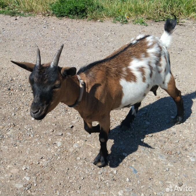 Камерунские козы