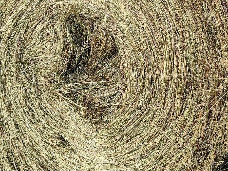 Сено в рулонах