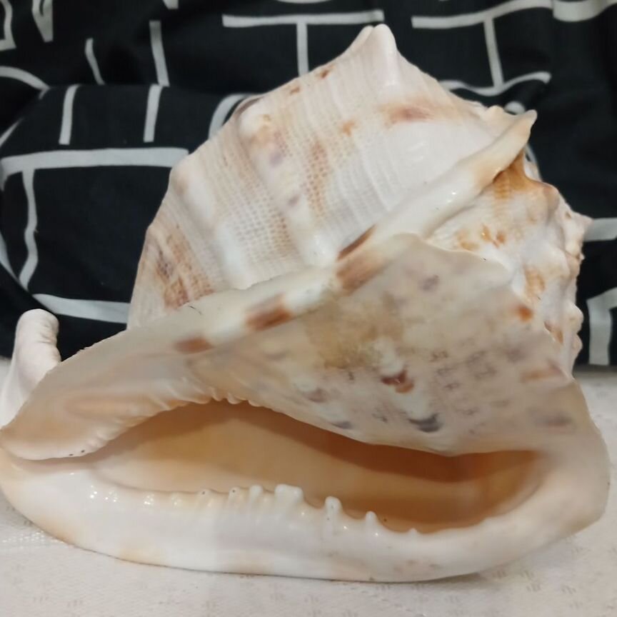 Продам ракушку морскую