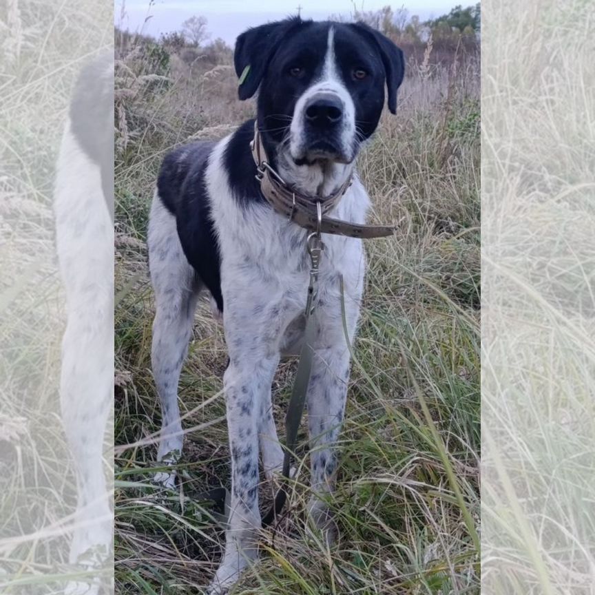 Среднеазиатская овчарка, взрослый пёс