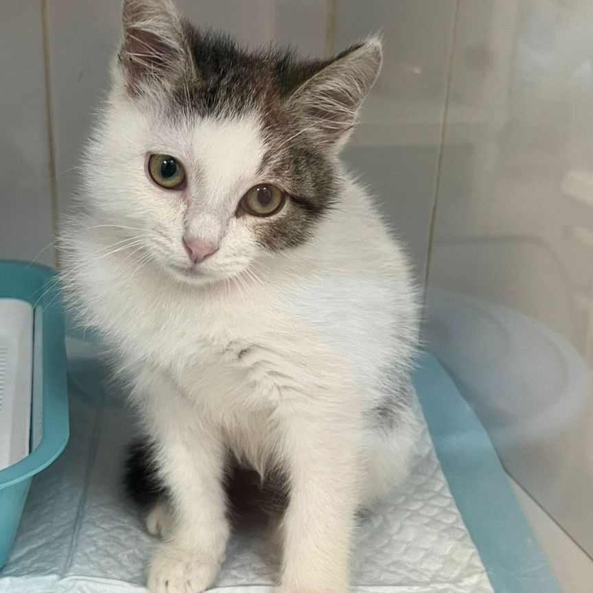 Котенок Беляш ищет дом