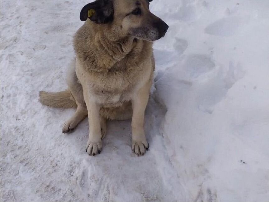 Собака в добрые руки