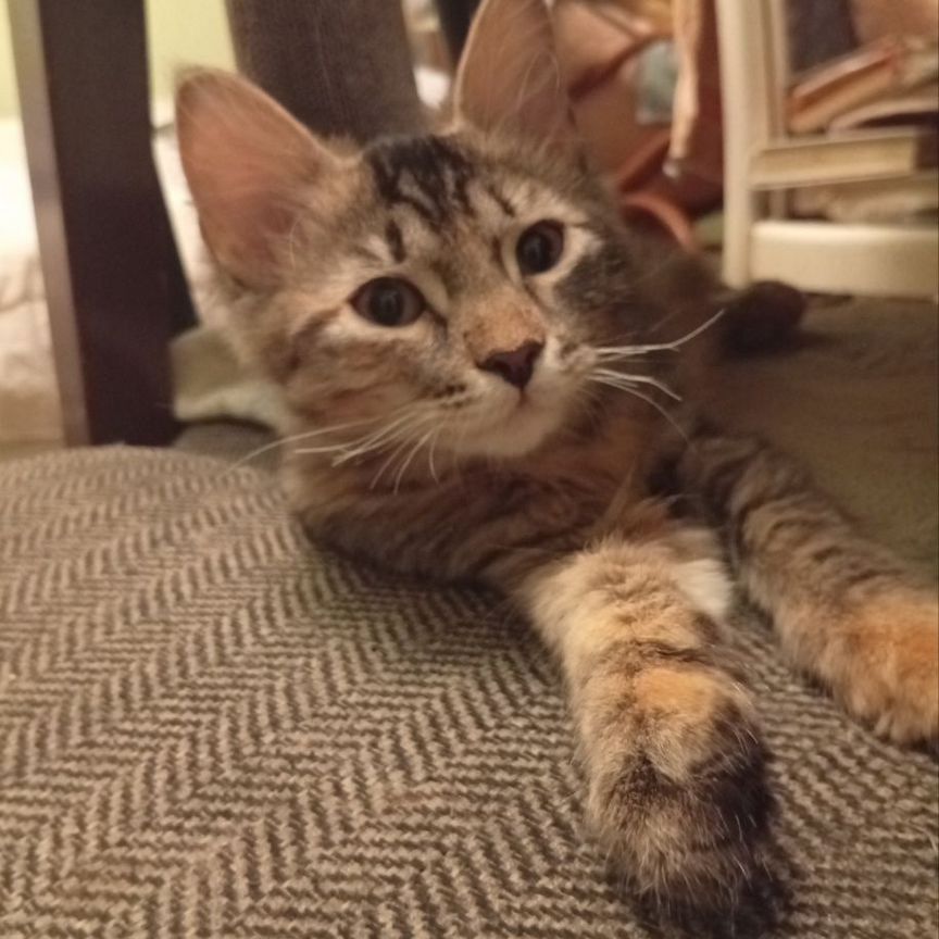 Взрослая, Девочка кошка в добрые руки