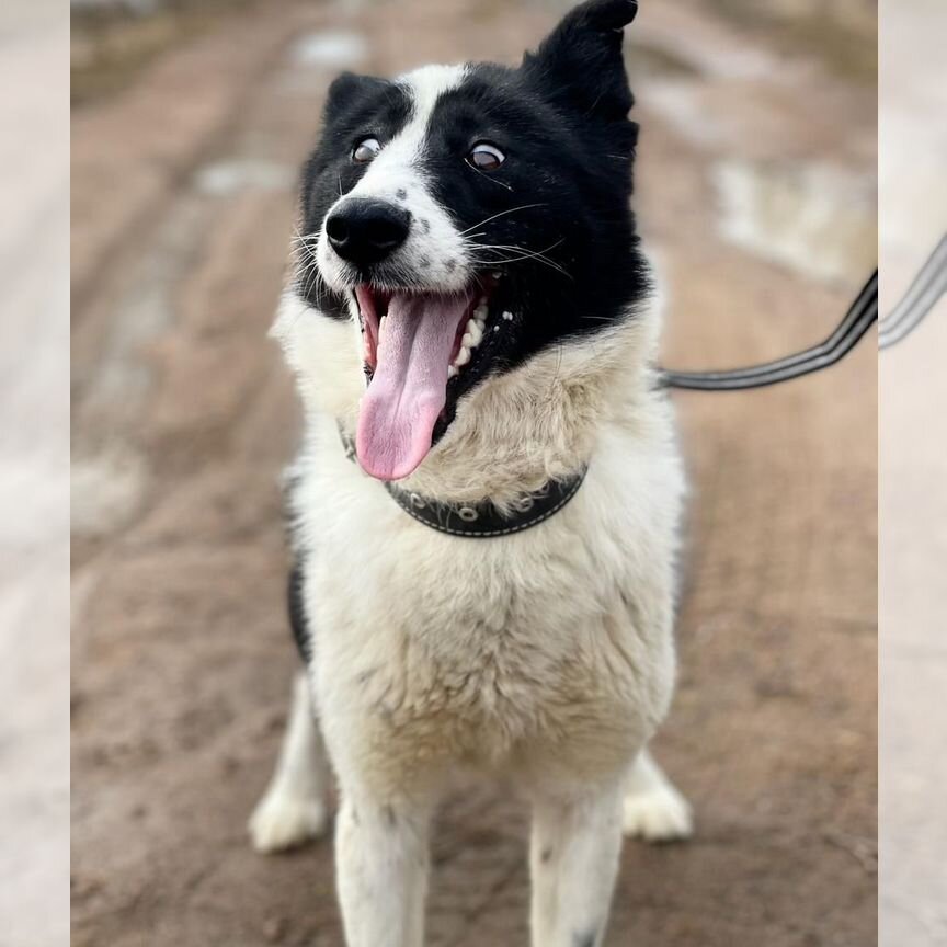 Собака в добрые руки