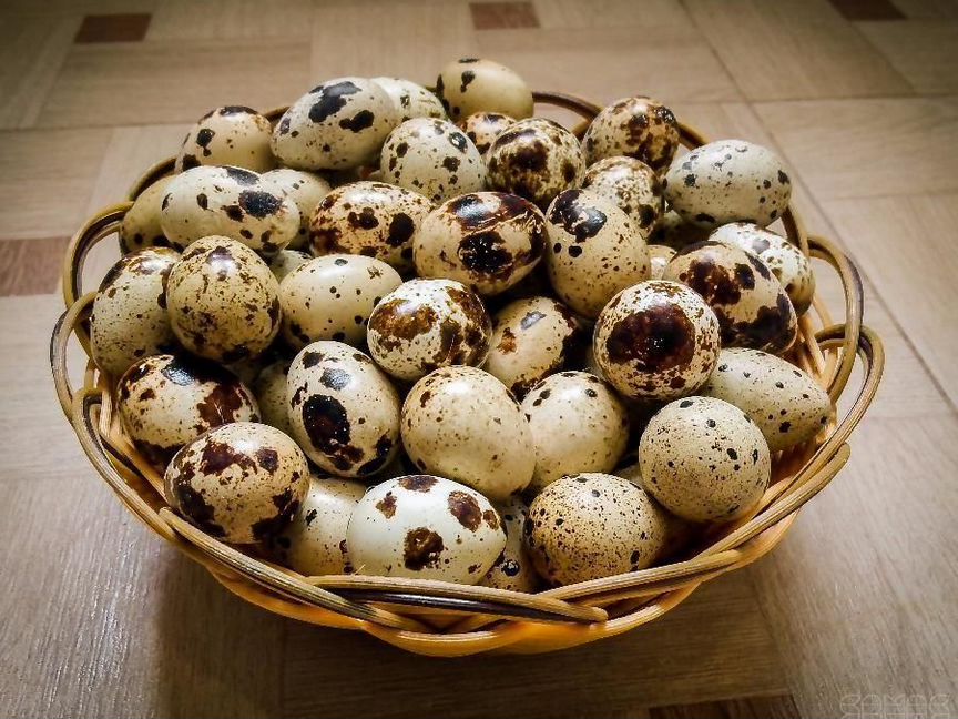 Инкубационное яйцо перепелки (техасец)