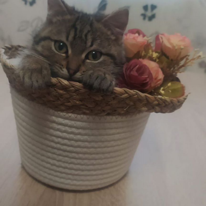 Кошечка 5 месяцев, зовут Бусинка