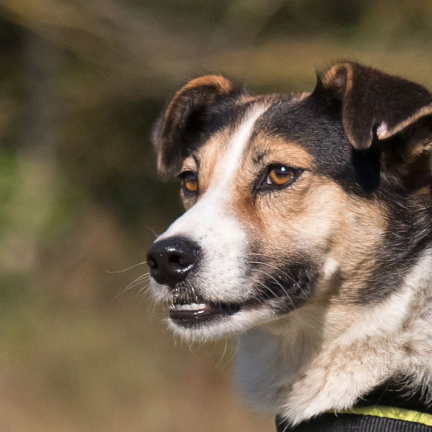 Отдам небольшую собачку