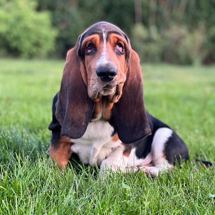 Кобель Щенок бассет хаунд