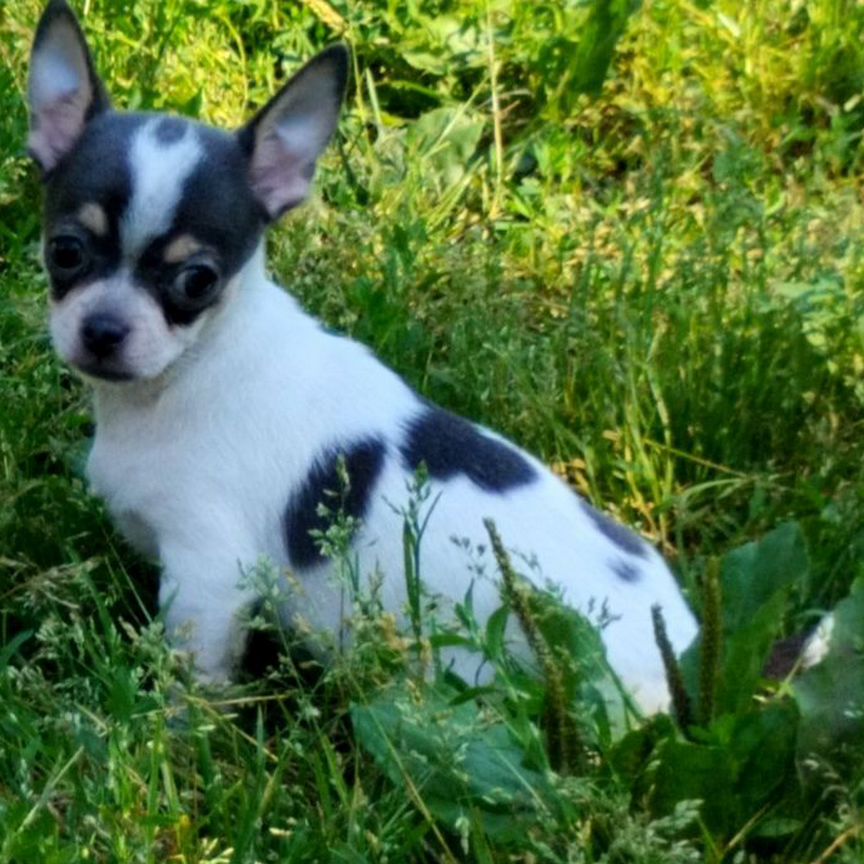 Знакомьтесь, Гоша