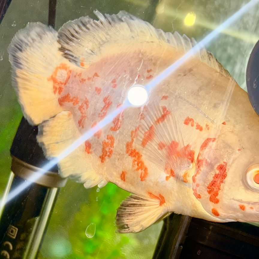 Белый астронотус