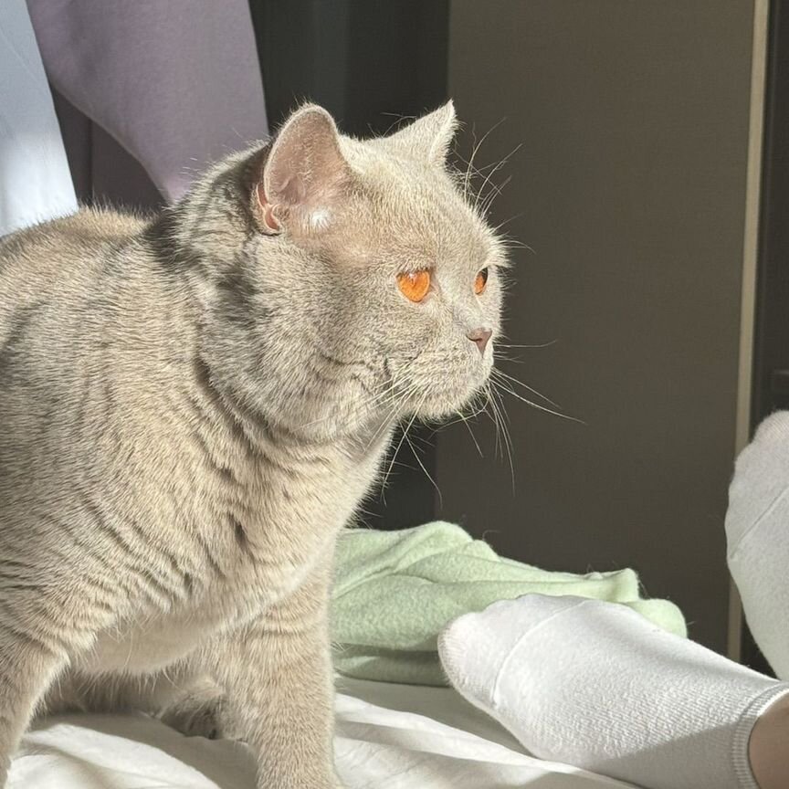 Котик ищет новую семью