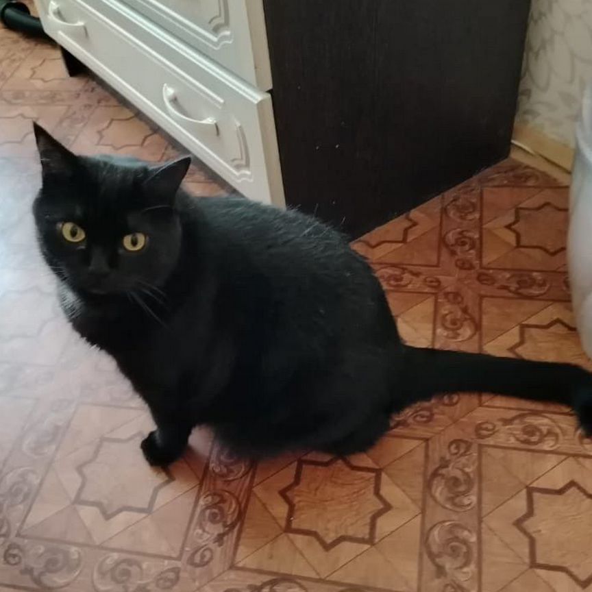 Чёрный кот ищет хозяина. Отдадим в хорошие руки
