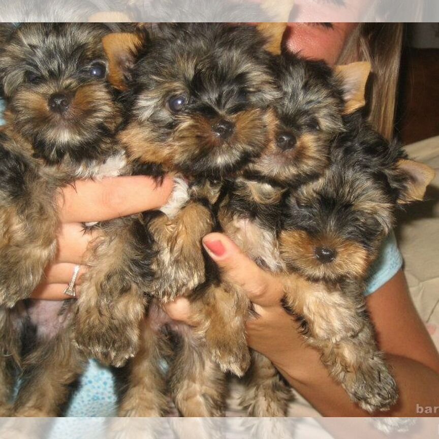 Очень очень маленькая Йоркширский терьер Доставка