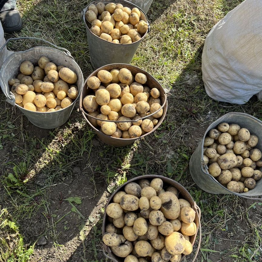 Картошка мелкая для животных
