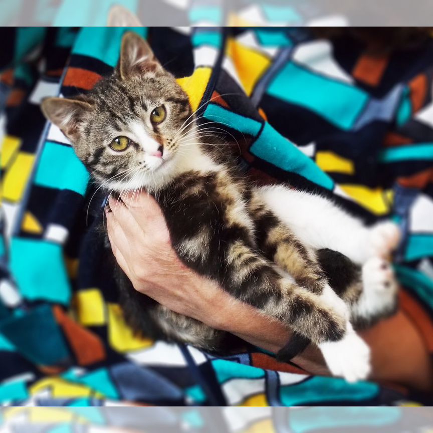 Шотландский прямоухий короткошёрстный котёнок