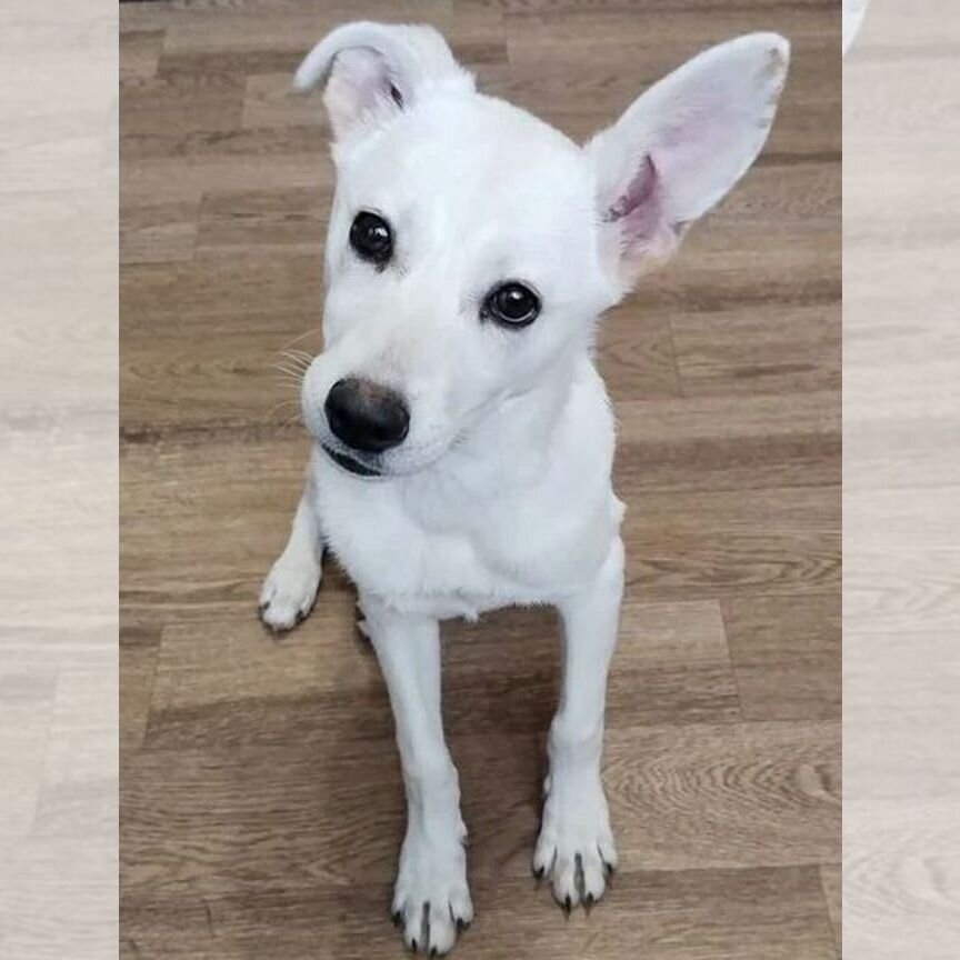 Щенок в добрые руки