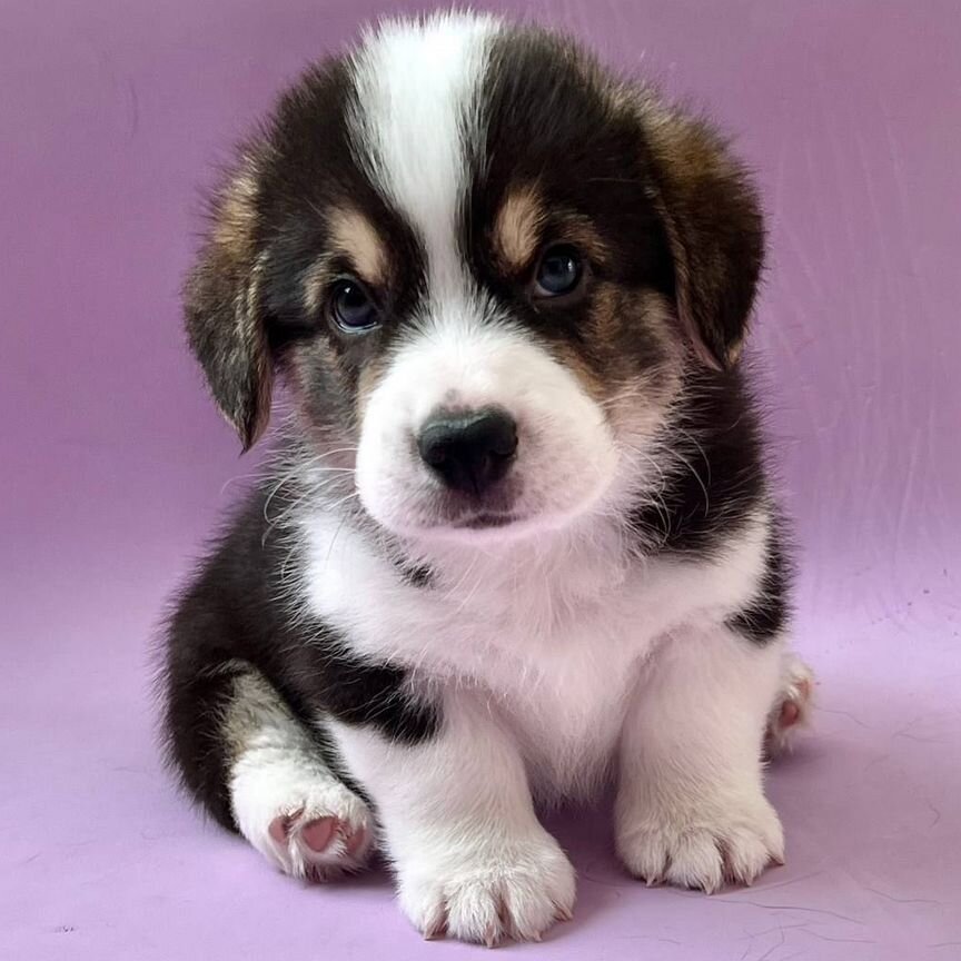 Вельш Корги Пемброк, щенок