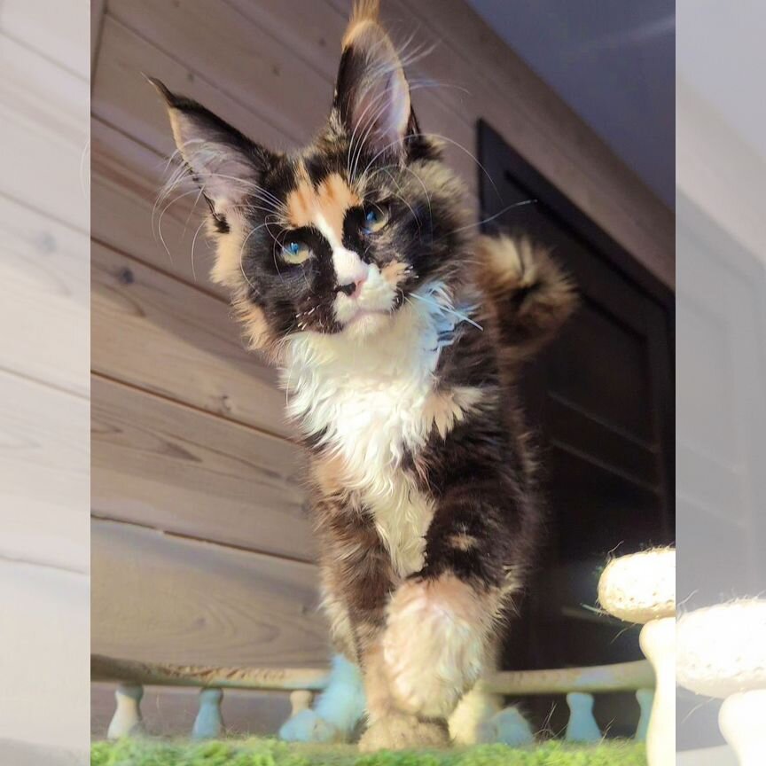 Мейн-кун котёнок