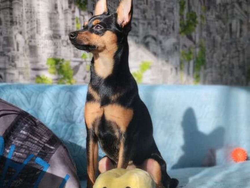 Русский той-терьер вязка