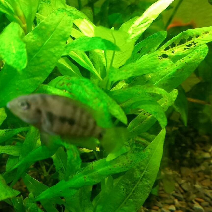 Аквариумные рыбки