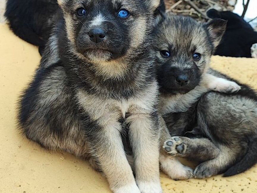 Щенки сибирской хаски