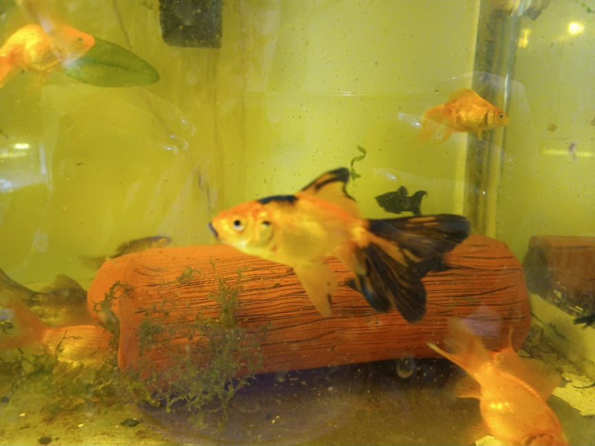 Меченосцы, молинезии, золотые рыбки