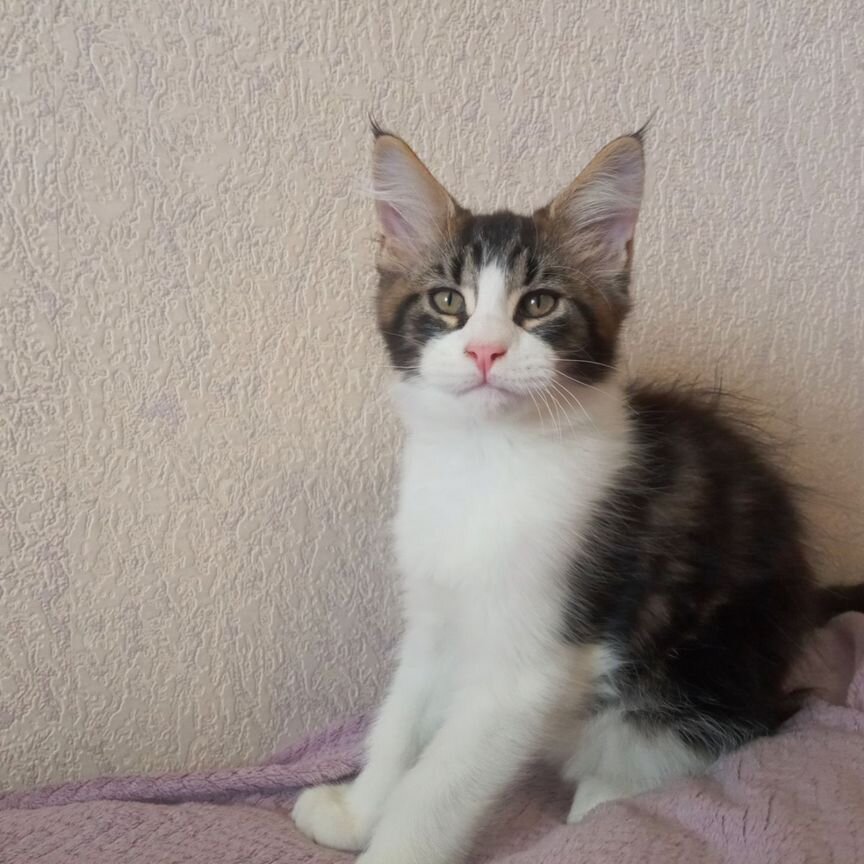 Котенок Мэйн кун