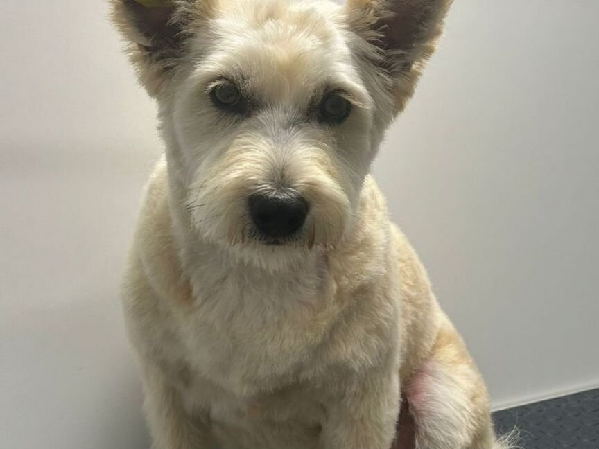 Самый очаровательный пушистик